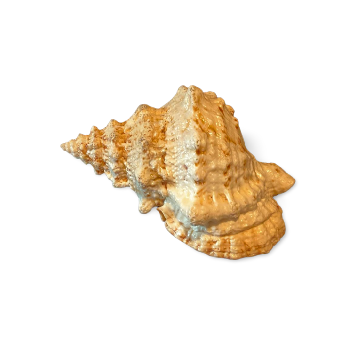 Conche Shell | Theatre Props Hire | Small Props & Set Dressing