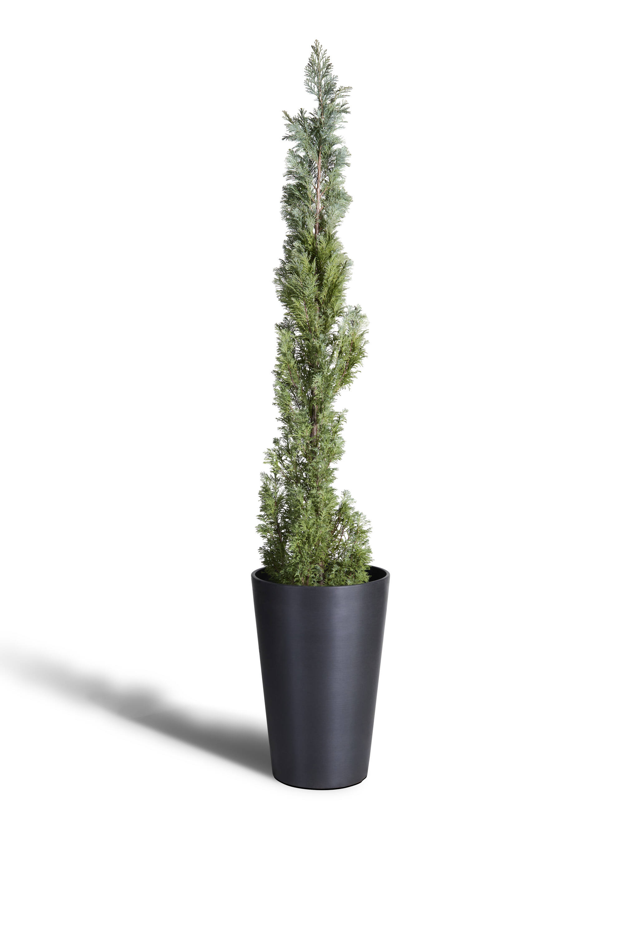 Pinpoint Blue False Cypress - plant rental | Analog Plant Rentals